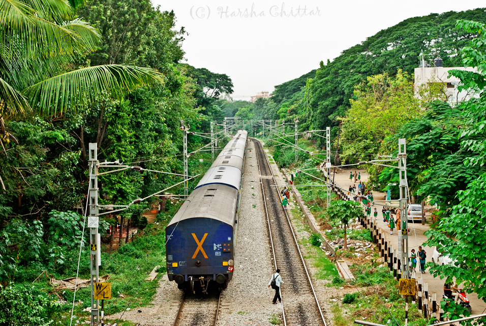 Curious Dino Photography: Malleshwaram - Green Cover