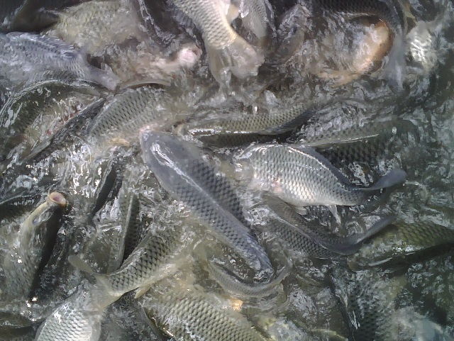 Budidaya Ikan Mujair di Kolam dan Aquarium serta Jenis Pakan yang Bagus