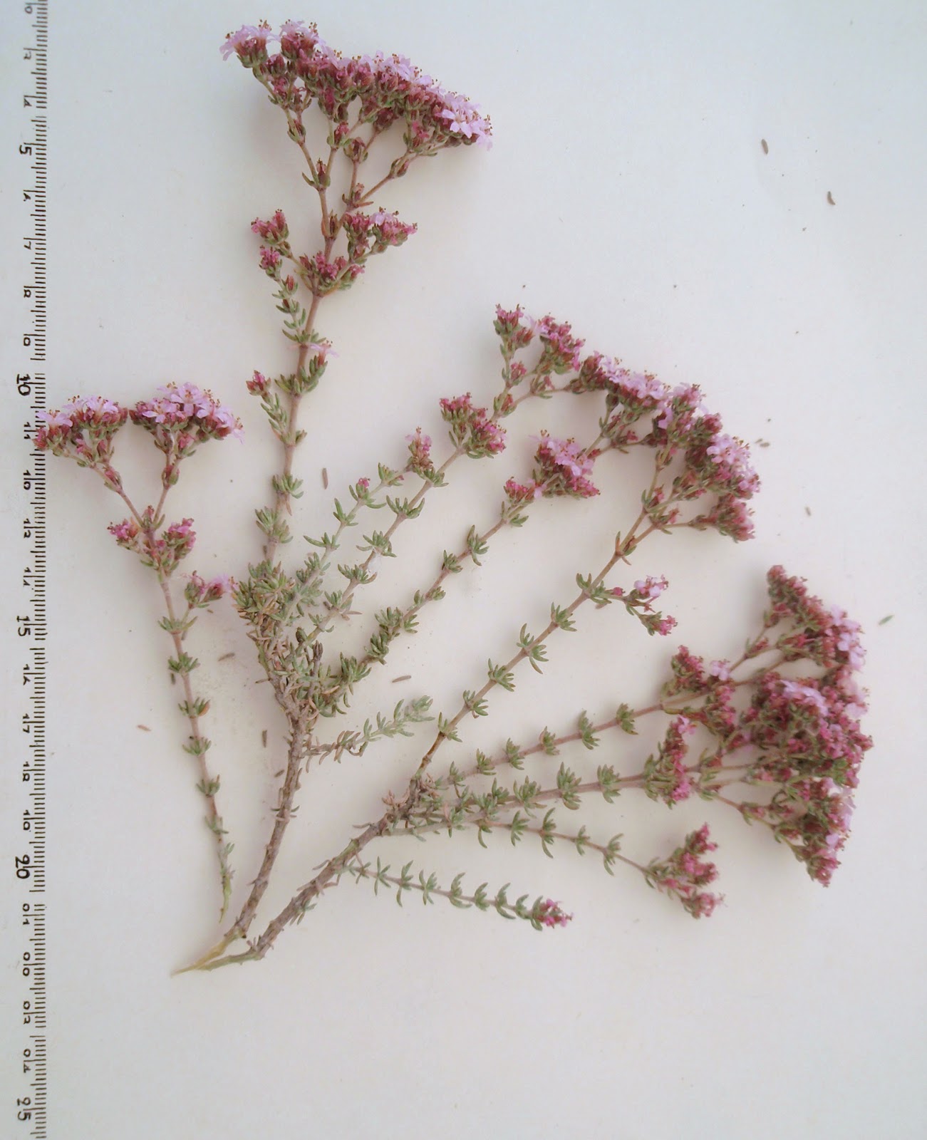 HERBARIO VIRTUAL DE BANYERES DE MARIOLA Y ALICANTE: Frankenia corymbosa ...