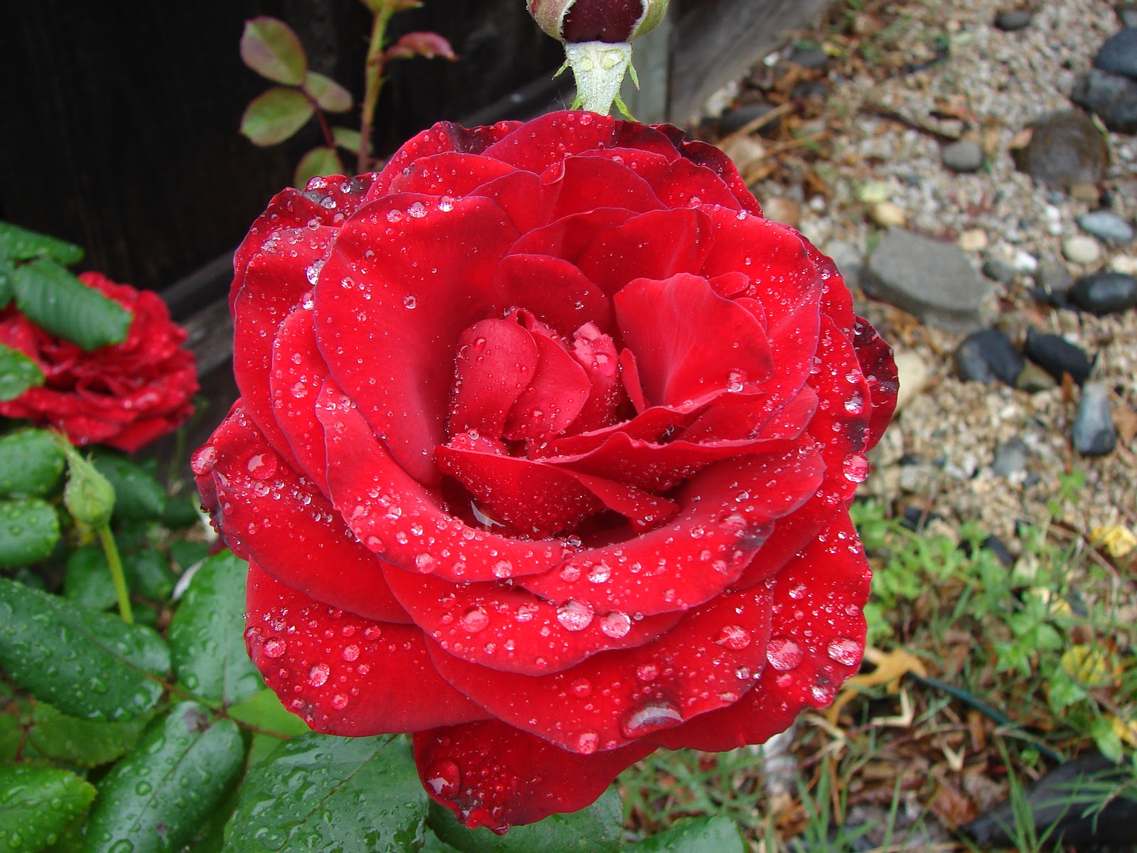 Alina Sayre Raindrops On Roses