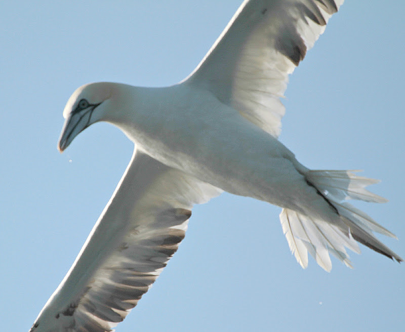 AVESANTURTZI: PELAGICAS CON AVESCANTABRICAS