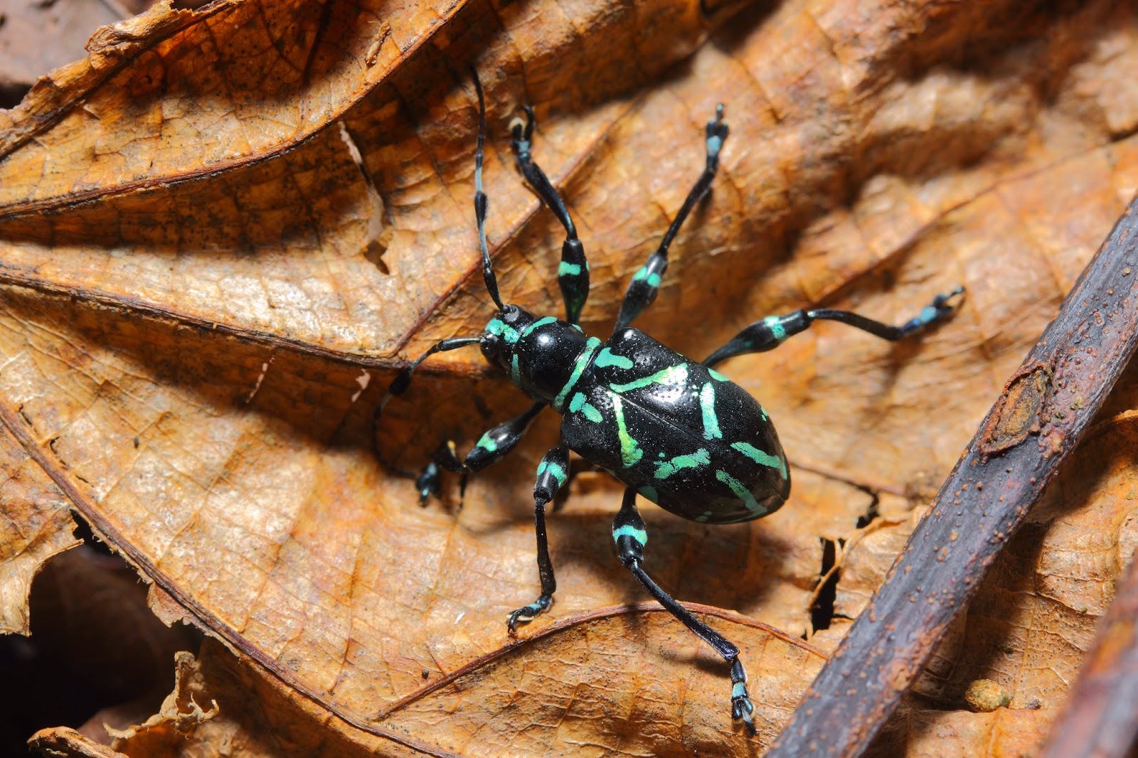 拍拍蟲 BY 草蛉: 隔離島 球背島 球背象鼻蟲 (Pachyrrhynchus spp.)