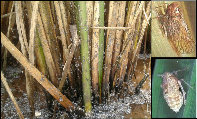 Bahan Aktif Pestisida Yang Ampuh Untuk Pengendalian Hama Wereng Batang ...