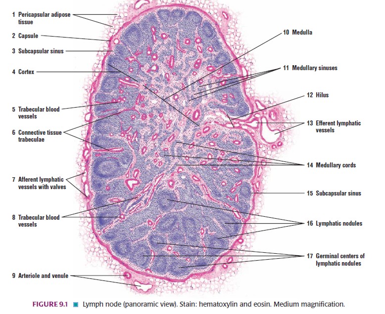 Histology Sistem Limfatik (lymphoid system) | BlogK Putih
