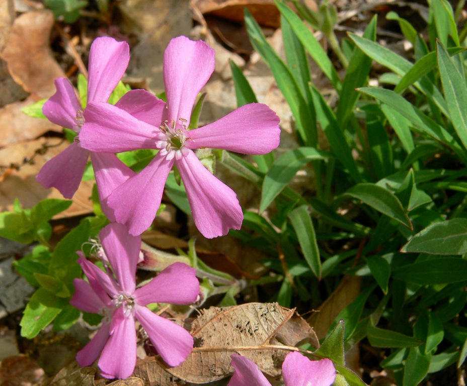 Ohio Birds and Biodiversity: Think Plants!