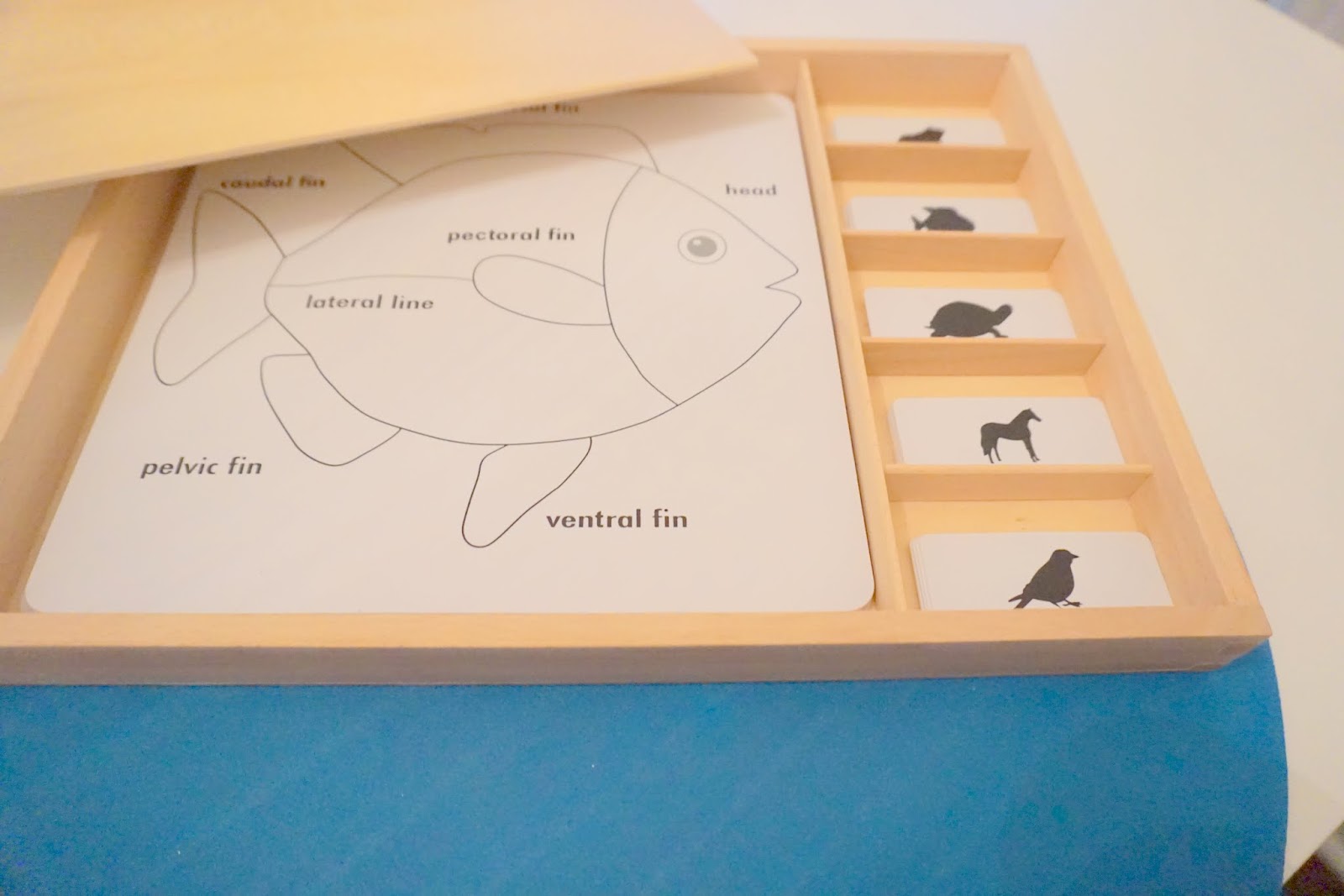 Montessori Early Zoology - "Making Montessori Ours"