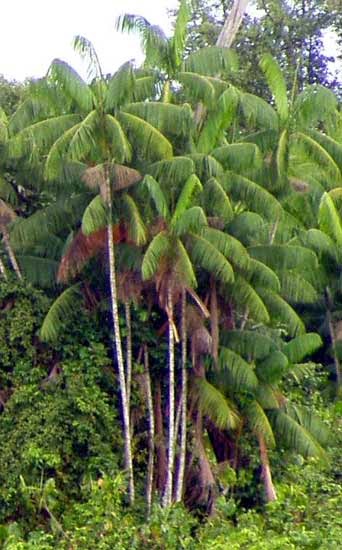 Flora de Puerto Rico Ilustrada Papo Vives: ARECACEAE EUTERPE OLERACEAE ...