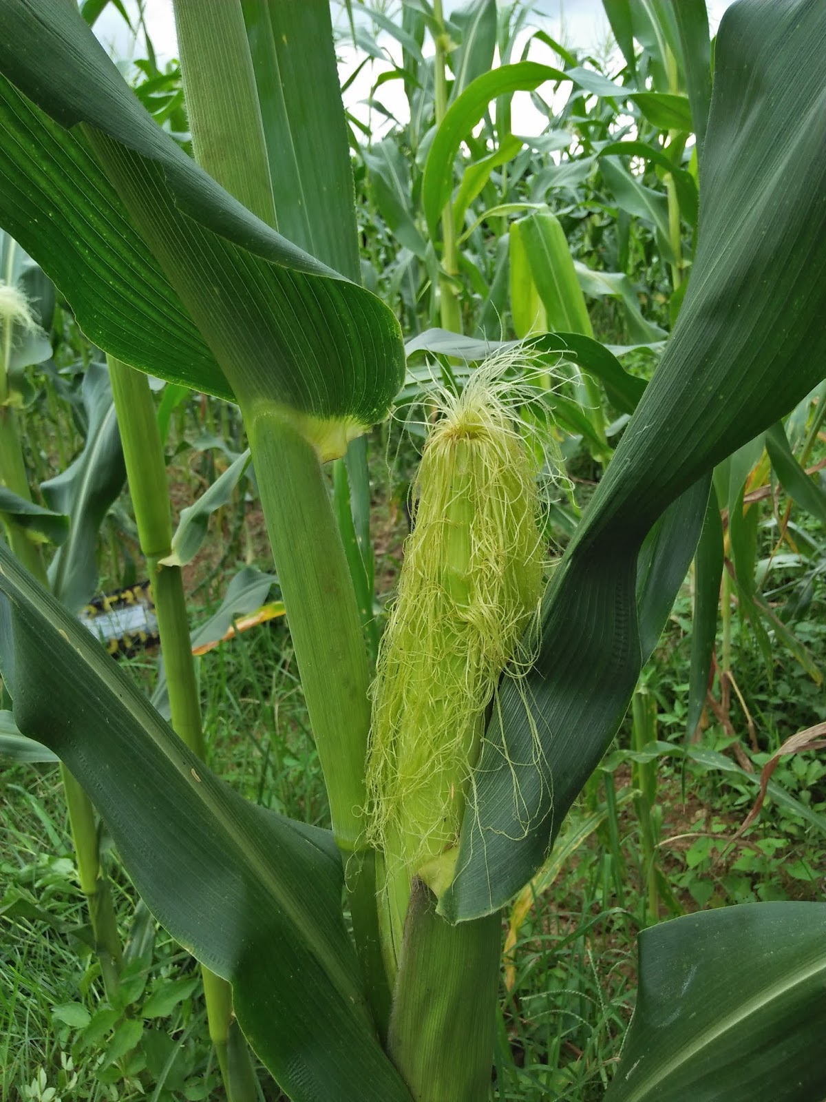 Amalan Ladang: Tanaman Makanan (G3): Projek Jagung