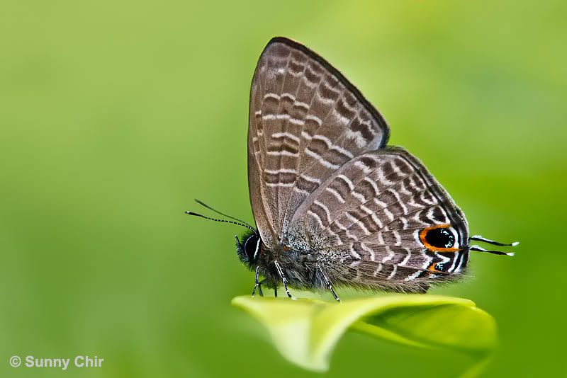 Butterflies of Singapore: Butterfly of the Month - February 2012