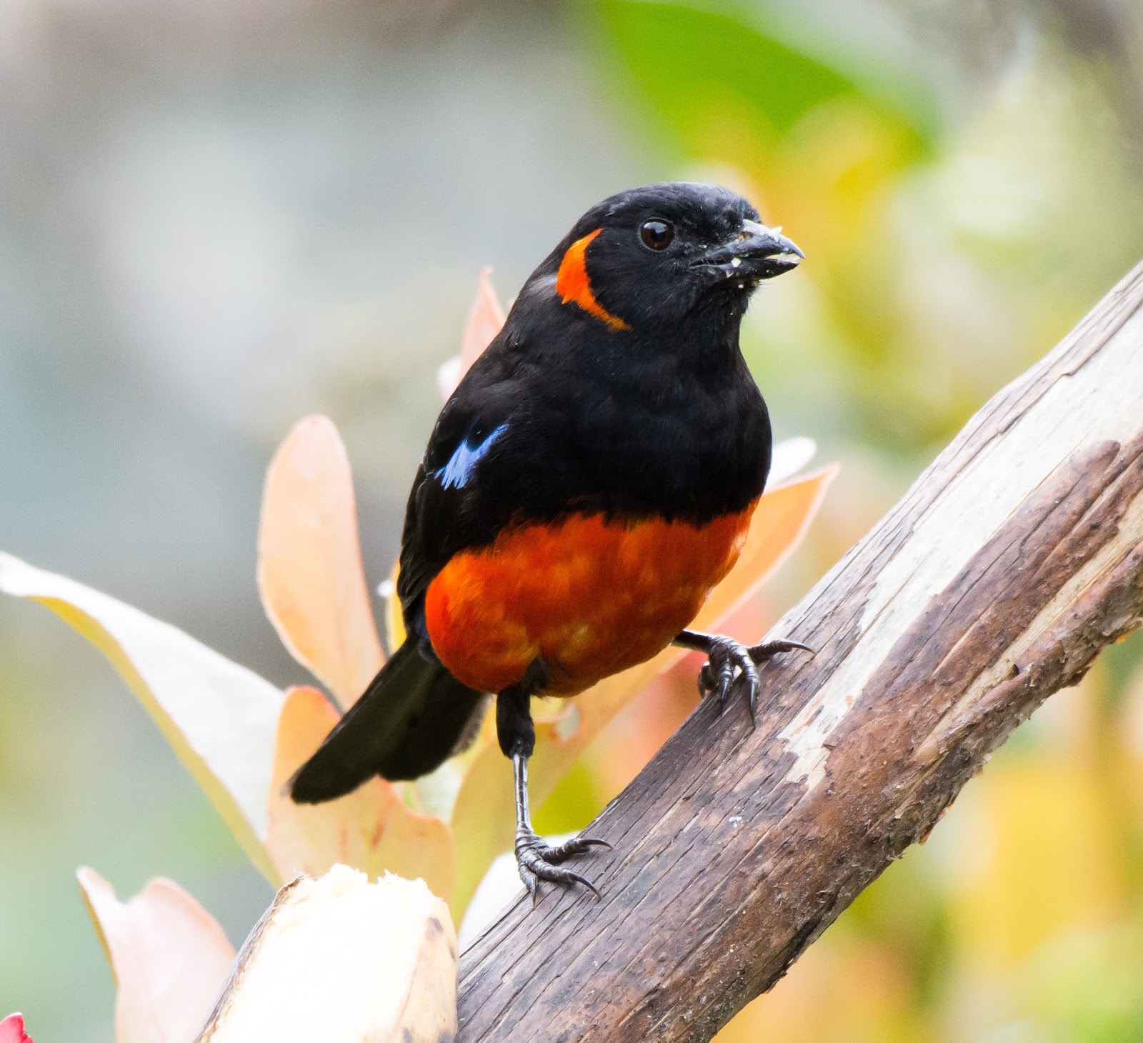 Gordon's Birding Adventures: Ecuador - The Tanagers