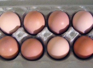 Hibiscus House: Hen Varieties in New Pen