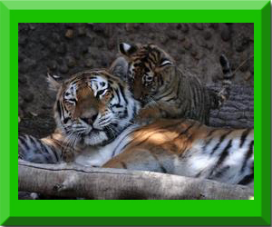 Gambar Bayi Macan Lucu | Gambar Hidup