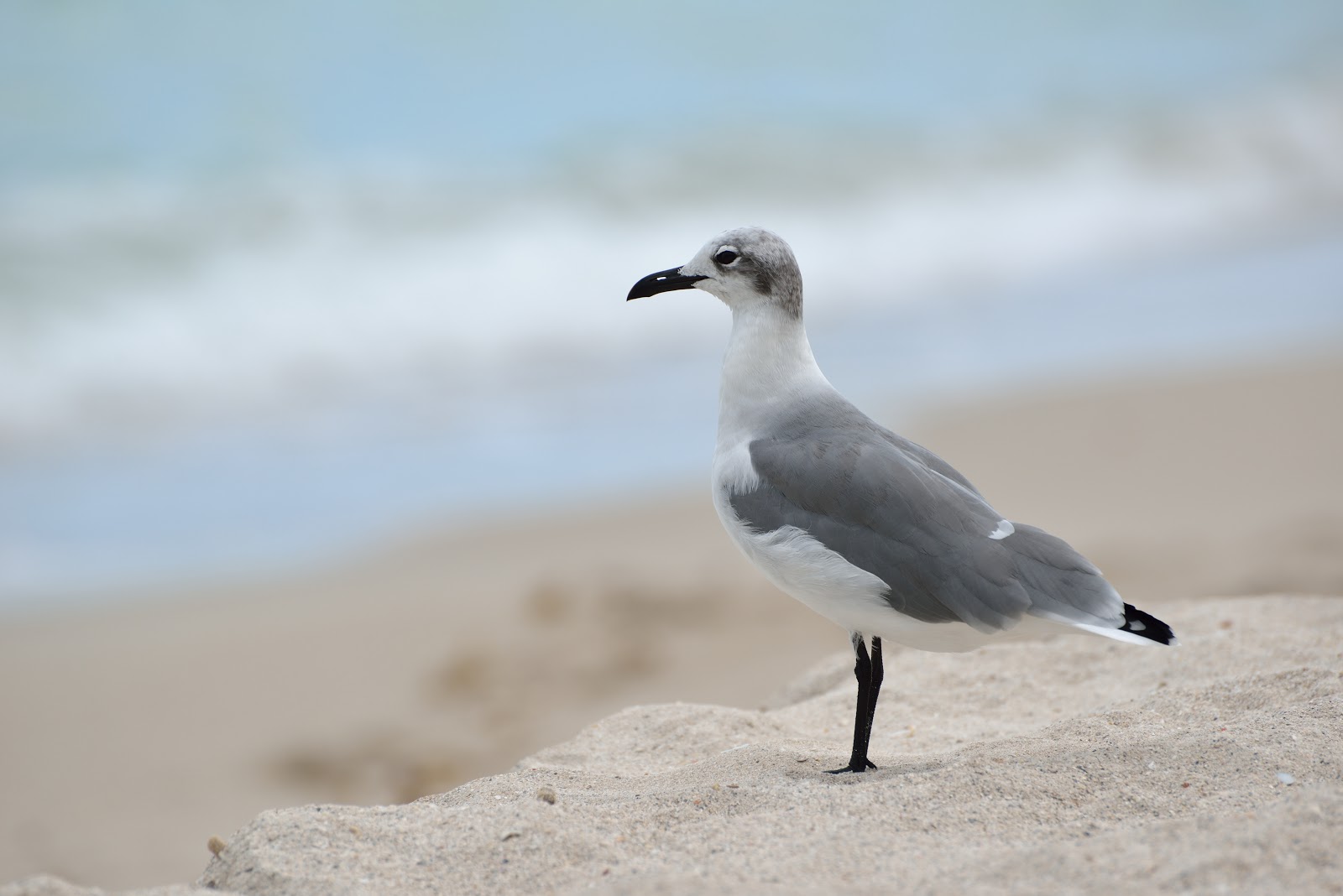 Bank of PhotoGraphics: Miami Beach: Seagulls