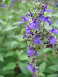 Knowledge hub: Indigo Movement During British Rule In India (part:2)