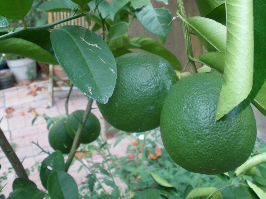 MARIETTE'S BACK TO BASICS: {Our Lemon 'Meyer' Citrus limon}