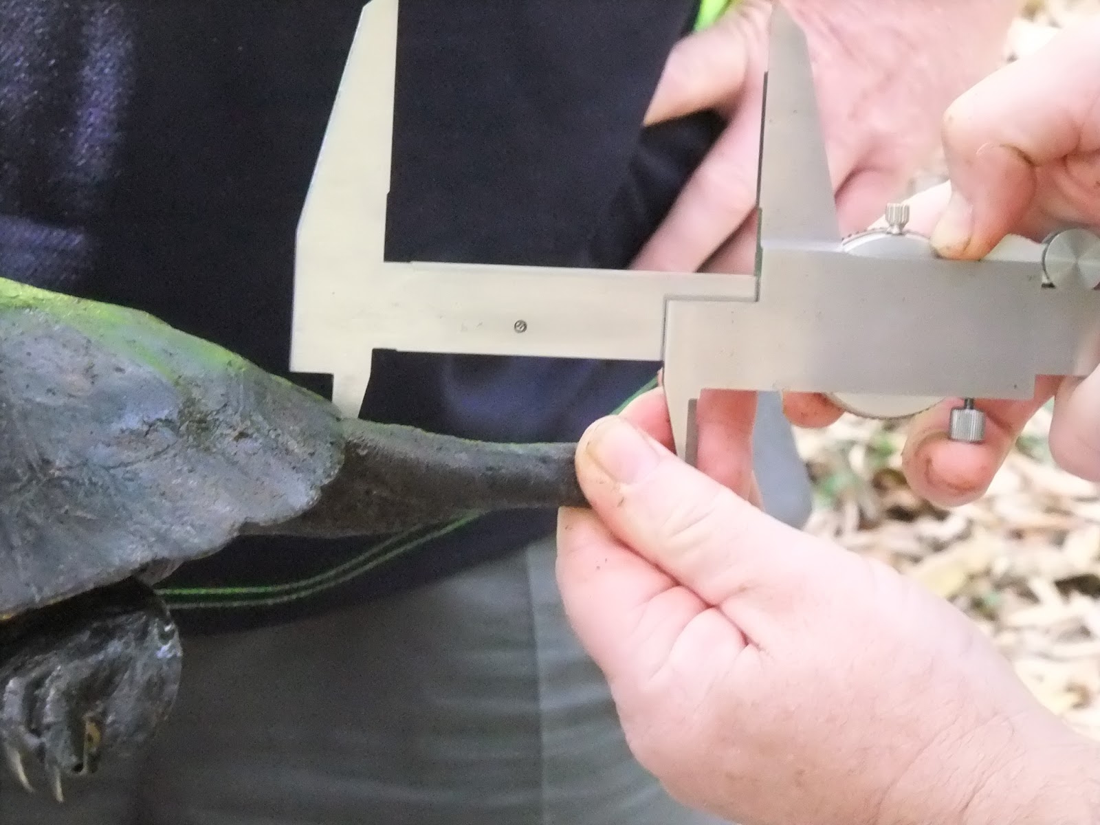 MINC Internship: Elseya irwini (Johnstone river turtle) Monitoring and ...