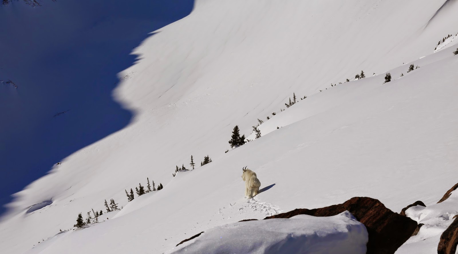 The Outside Out: Billy Goating