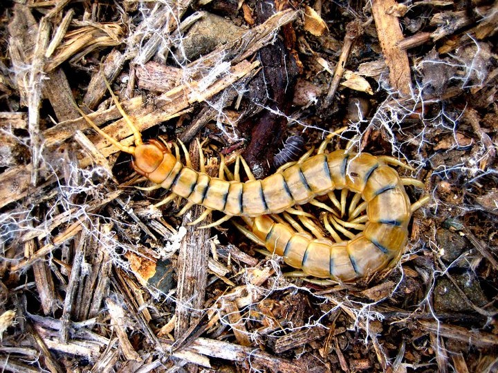 Biodiversity of Cyprus by NGO Protection of the Natural Heritage and ...