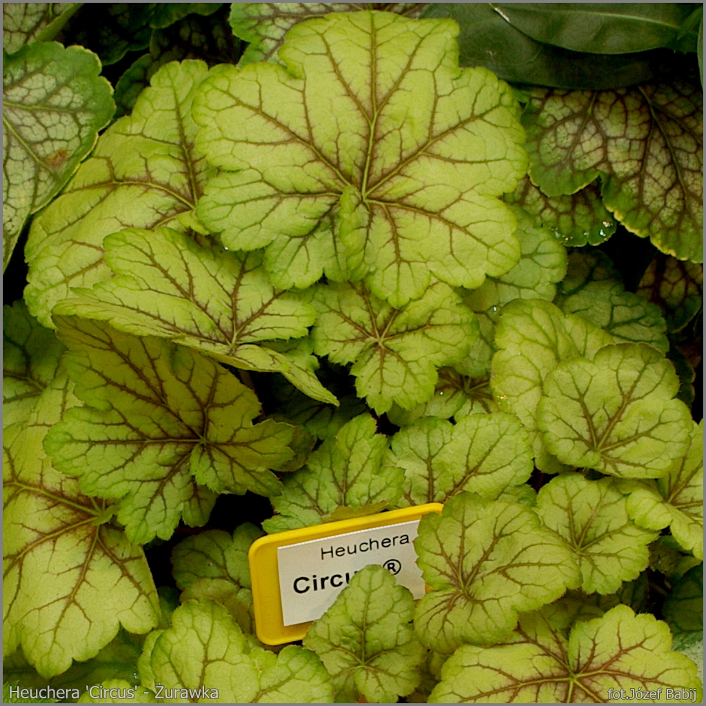 Plant Gallery - Encyklopedia Roślin: Heuchera 'Circus' - Żurawka 'Circus'