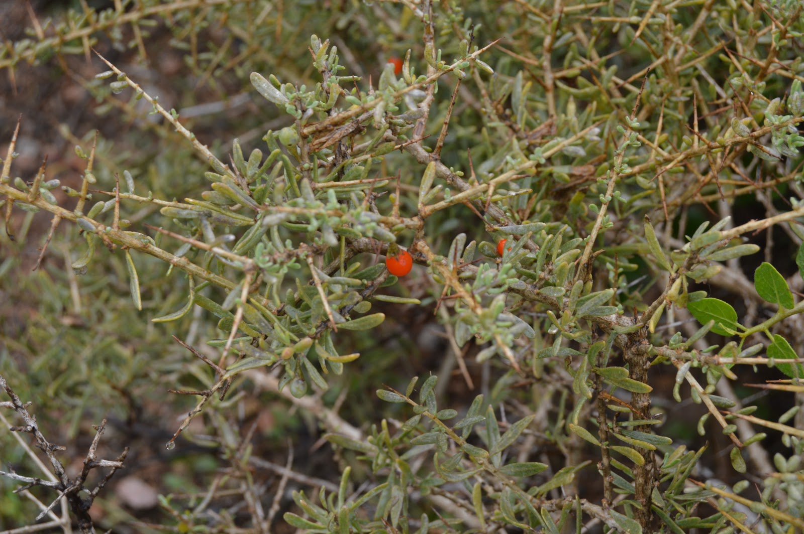 Blog de campo y minerales: Cambrón (Lycium intricatum)