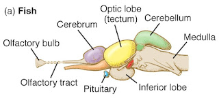Montclair High School Bio Blog: Fish are Friends Not Food