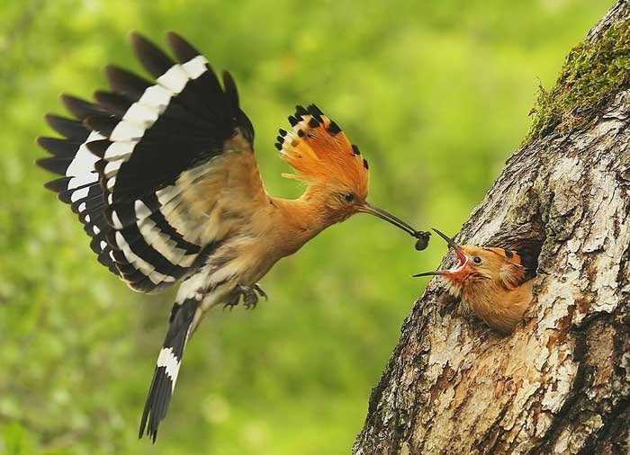 The wonderful bird of Upupa epops seen in Kosovo