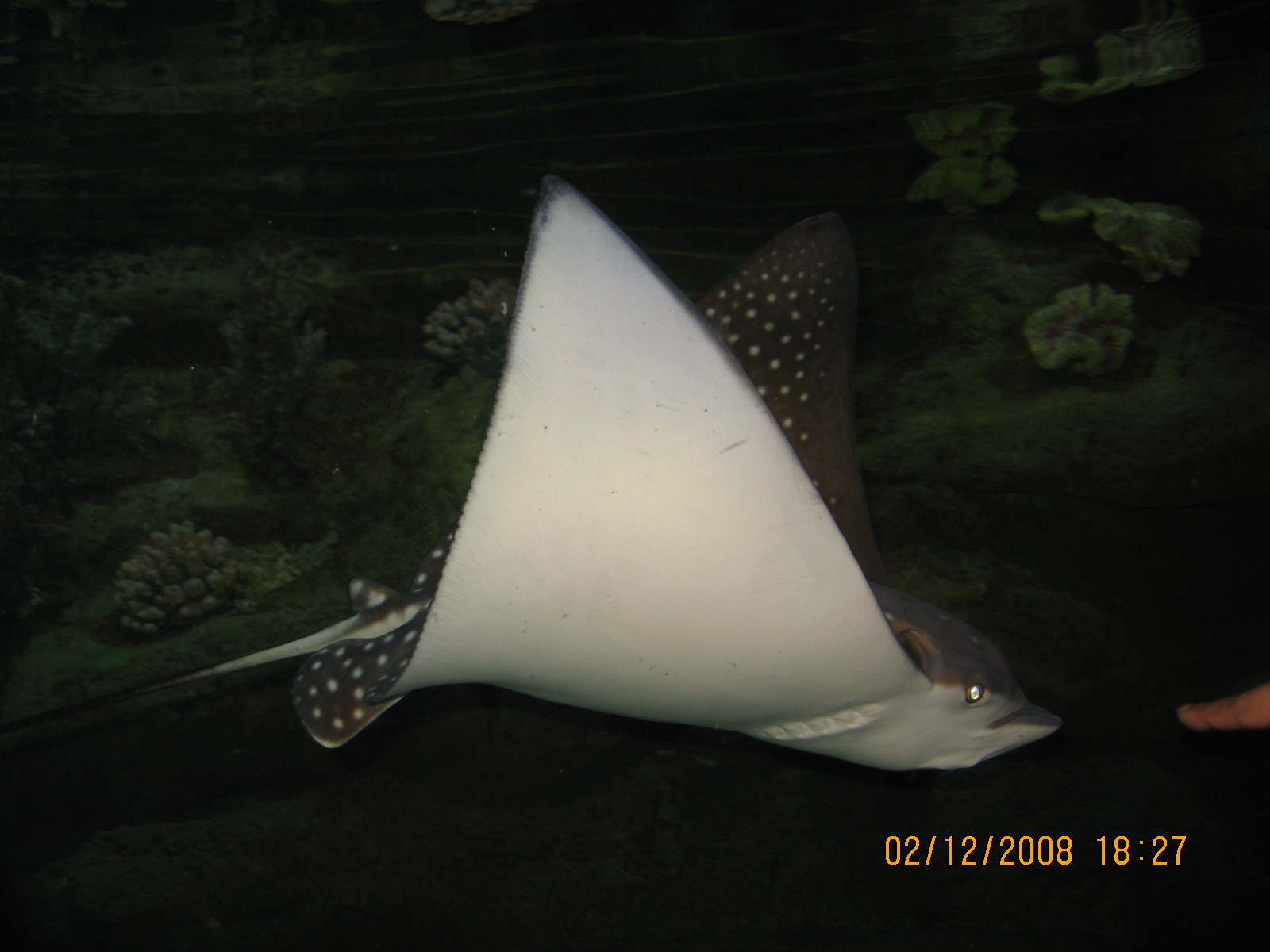 My World: Fascinating Under water Experience at Dubai Aquarium and ...