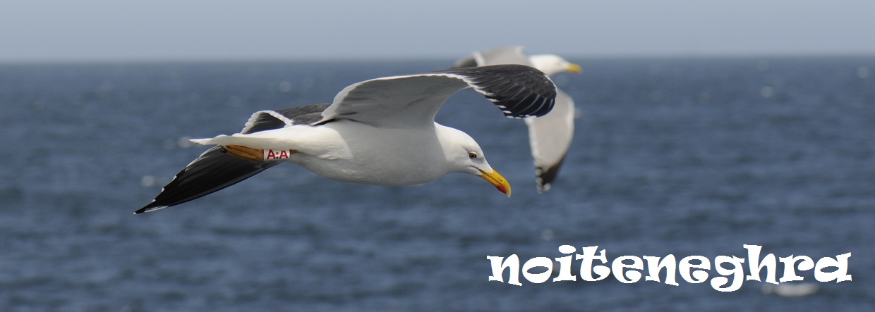 noiteneghra: Jūras krauklis