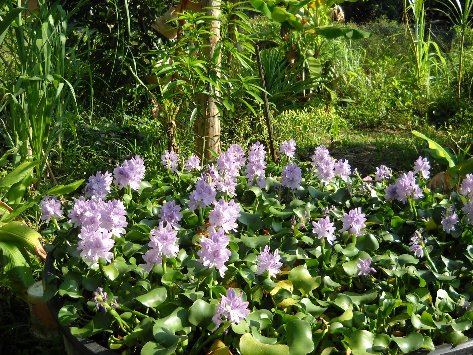 KENALI POKOK SAYANGI POKOK: BUNGA KELADI BUNTING