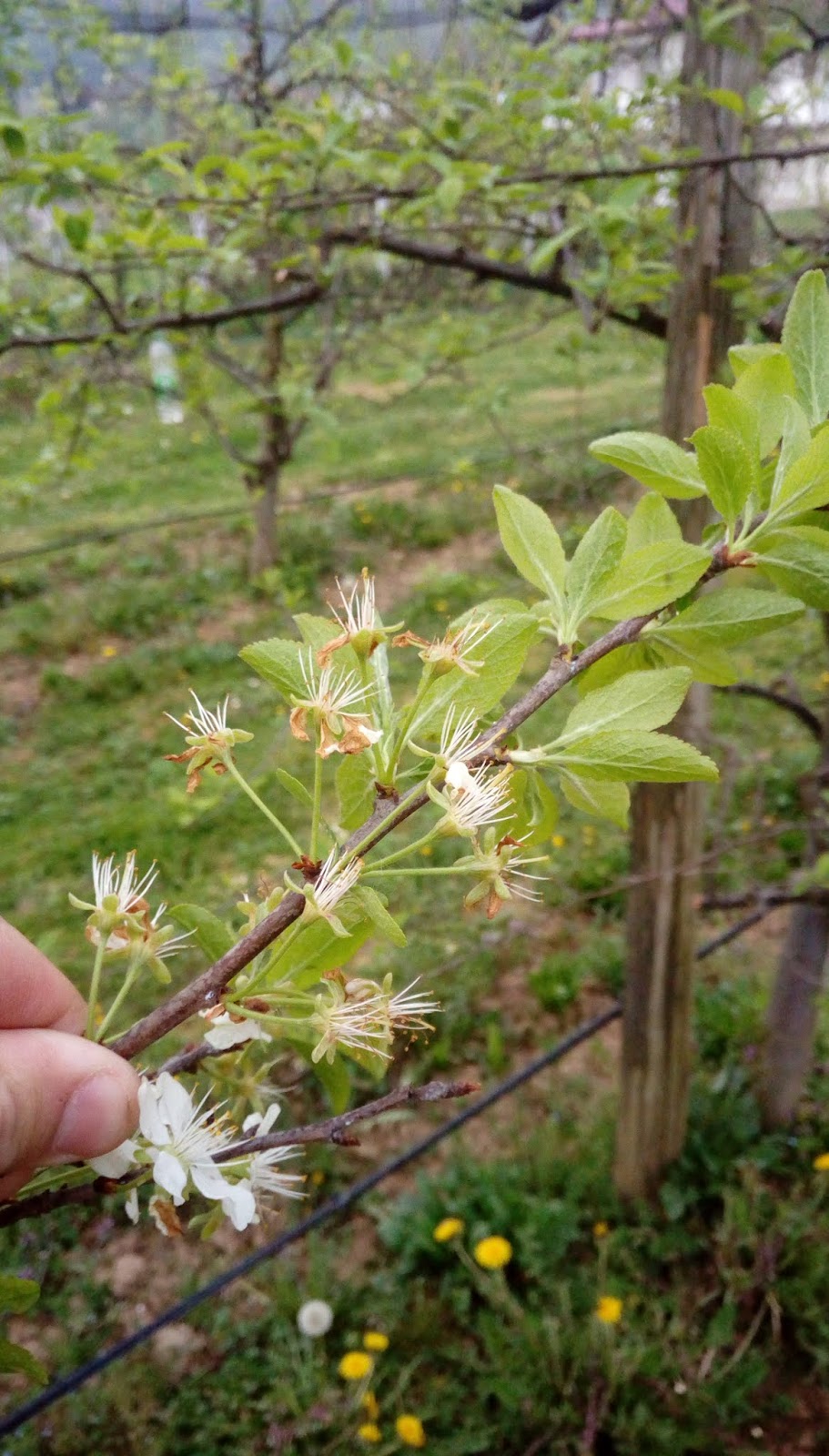 Slijedi napad šljivine osice – kako je suzbiti? I drvenar je aktivan.