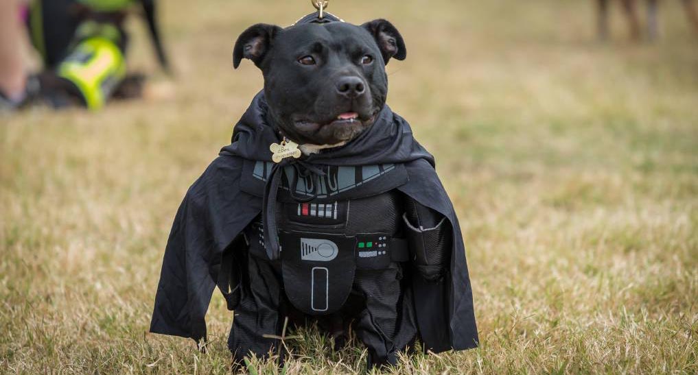 Camden Paws in the Park 2017 - May 7 | Australian Dog Lover