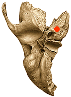MORFOFISIOLOGIA I: CRANEO Y CARA