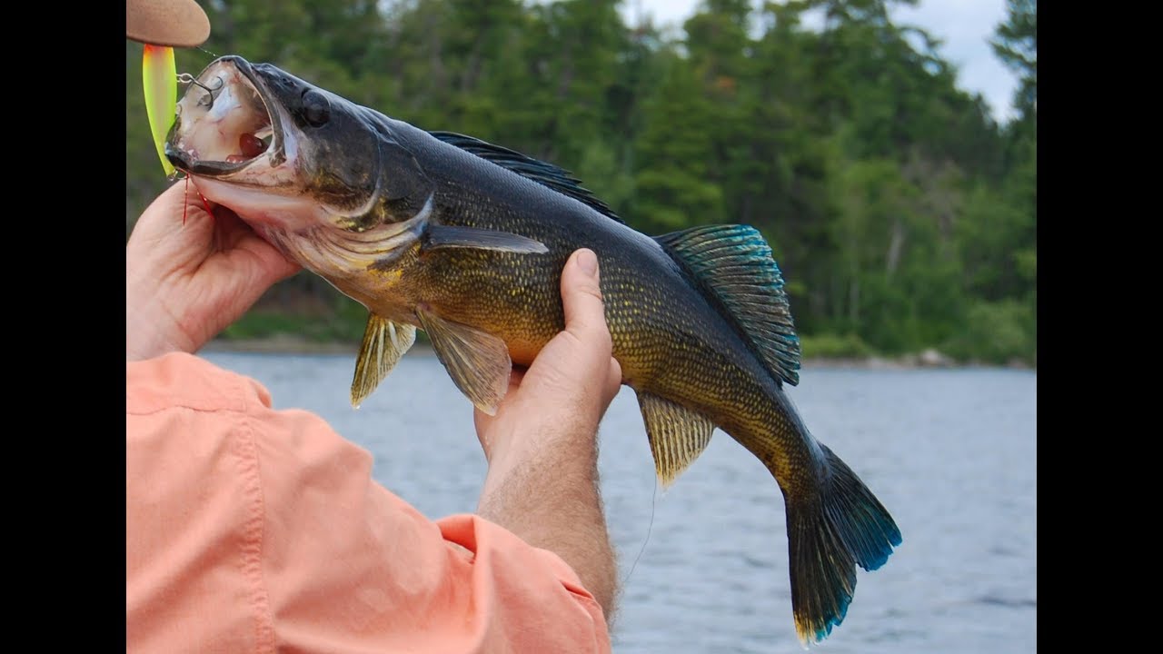 Fish Finding: An Ichthyological Adventure: Subspecies, Hybrids & Others