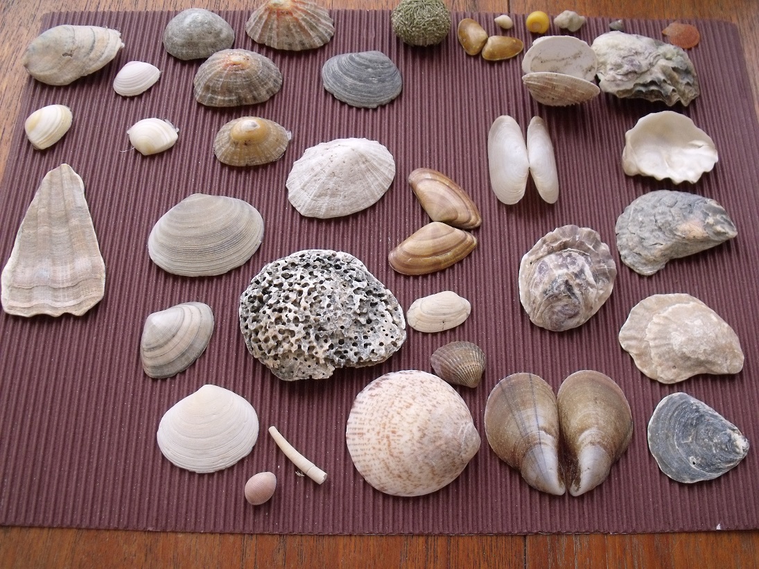 Wild Treasures: Beachcombing Tips - How To Beachcomb