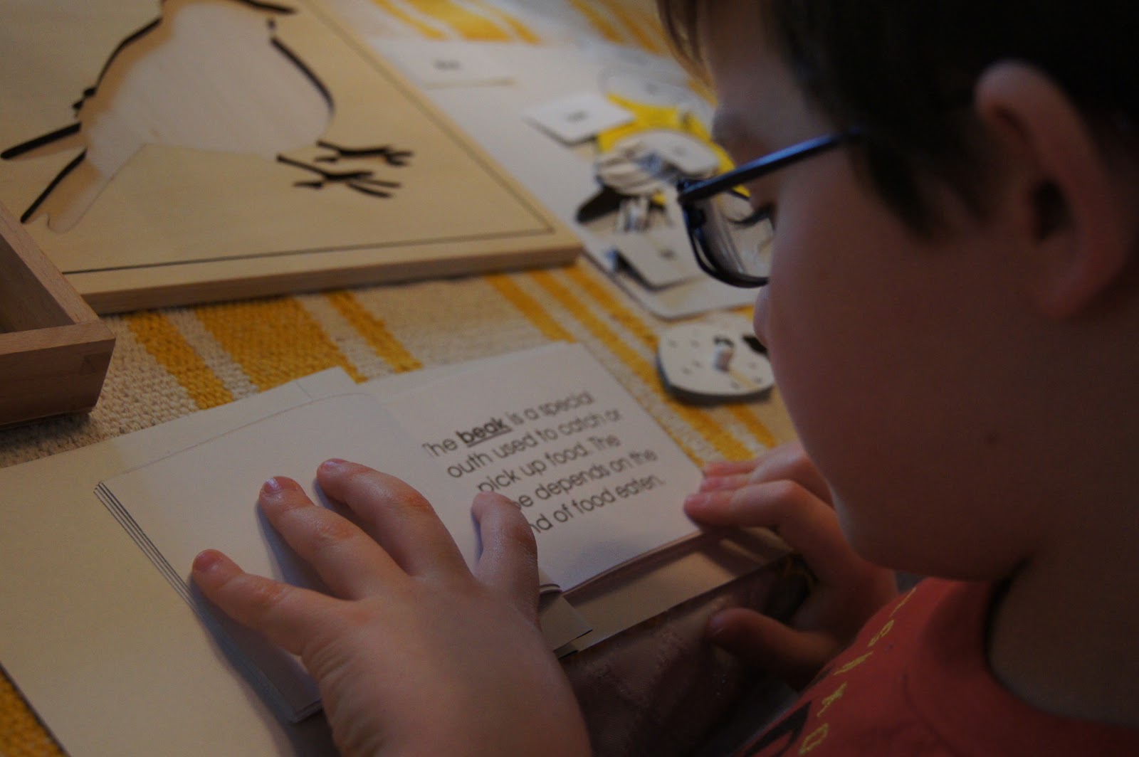 Zoology Cabinet, Montessori Early Zoology At Home - "Making Montessori ...