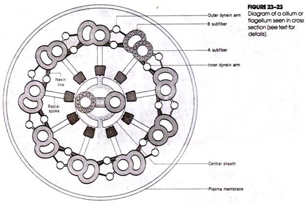 Microtubules: Assembly, Function and Centrioles ~ Zoology-NETWORK