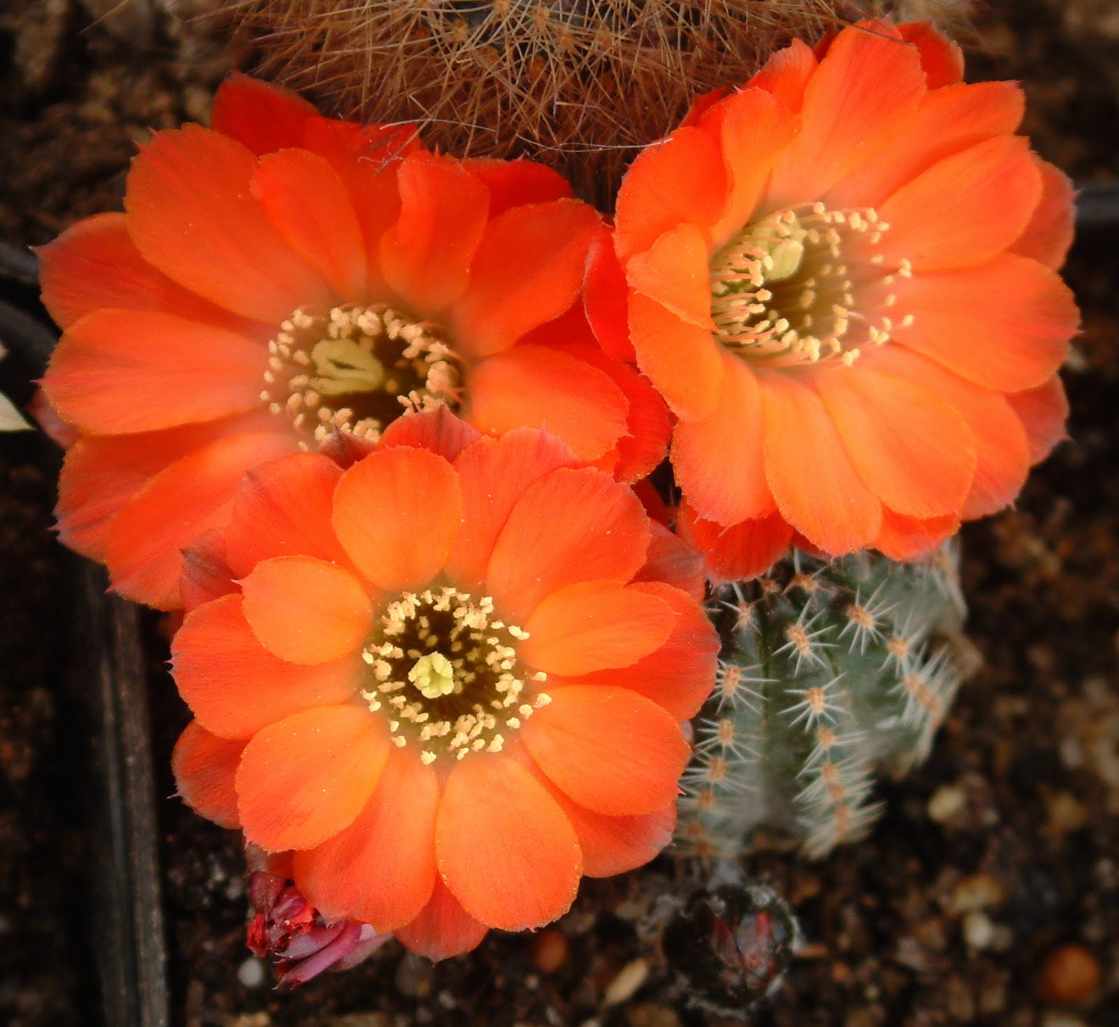 Rebutia, Aylostera y Weingartia: ¿Cuantas Rebutias hay?