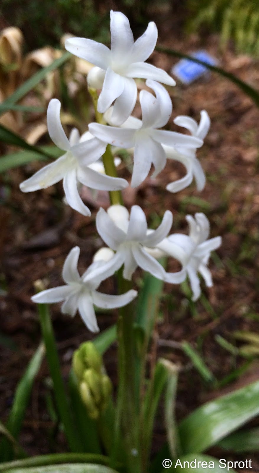 The Elizabeth Lawrence House & Garden