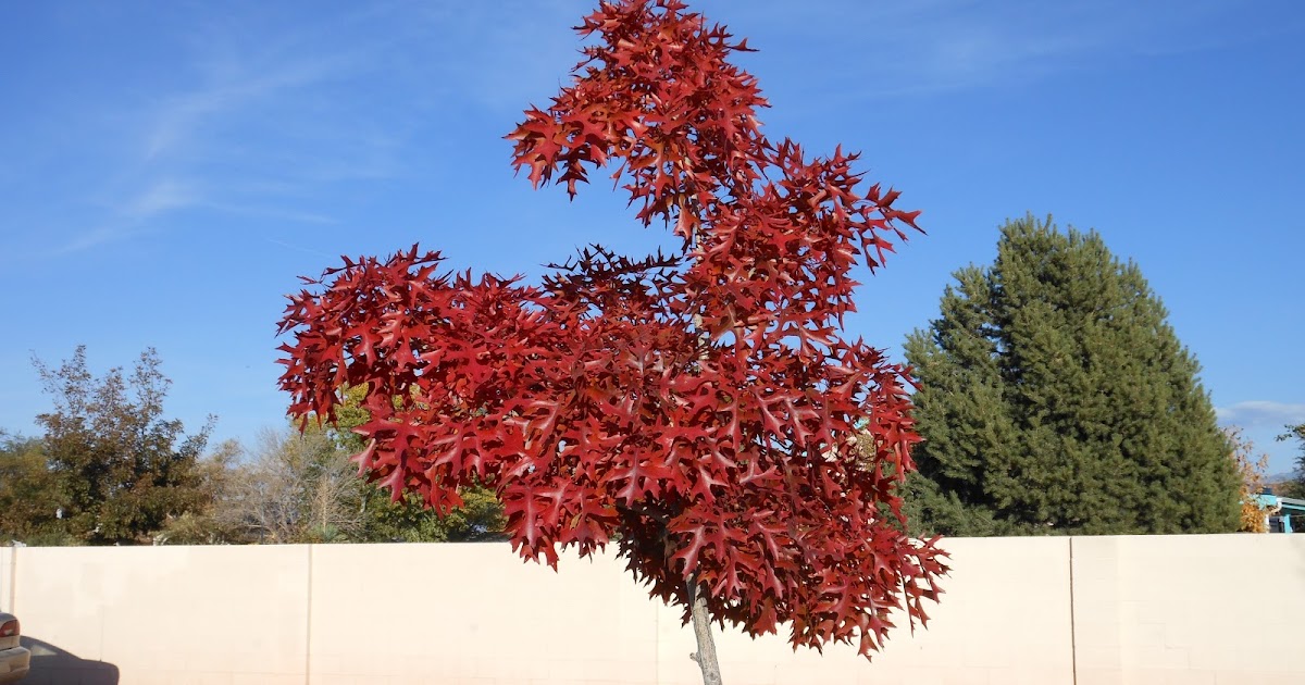 Trees That Please Nursery: 30 Days of Fall Foliage, Sunday November 4th.