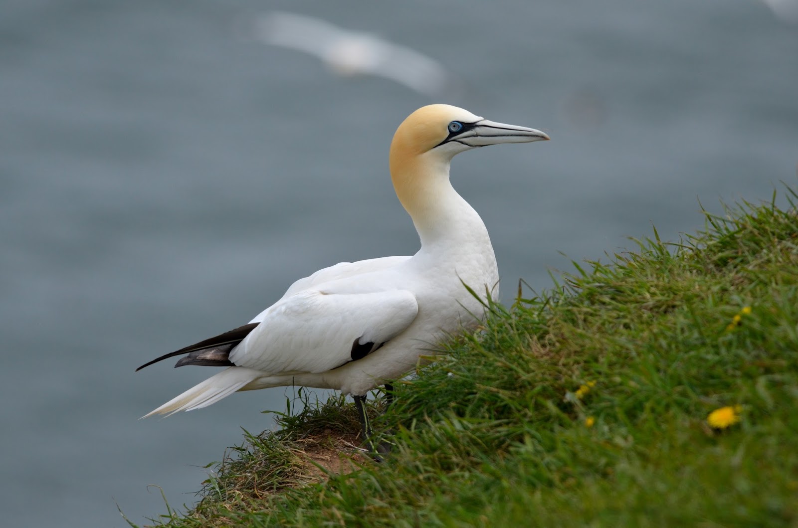 The Early Birder: Gannets