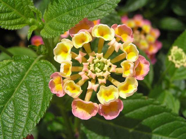 puteri manja: Bunga Tahi Ayam