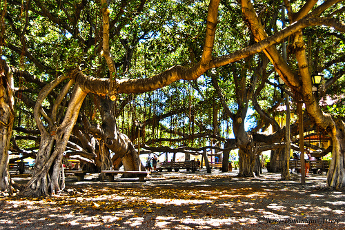 Take shelter under the "Banyan Tree Park Lahaina".:Choice Your Holiday
