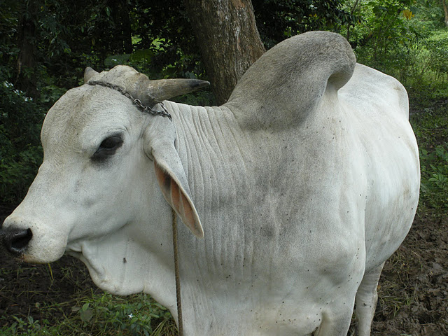 Philippines Cattle Raising: Recent Farm Visit - September 2011