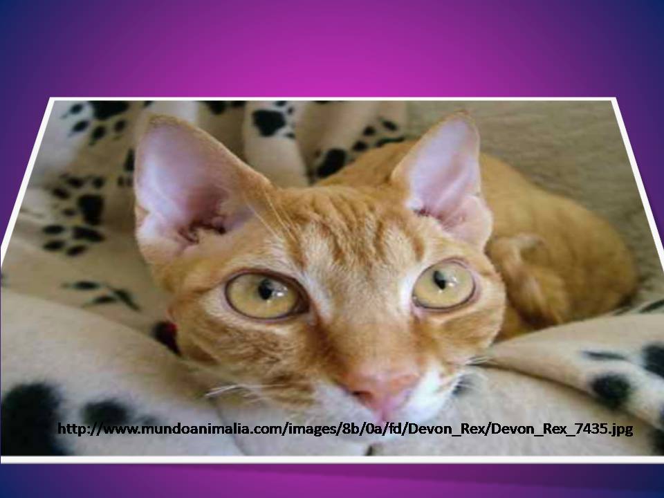 Gatos: Origen Del Gato Devon Rex