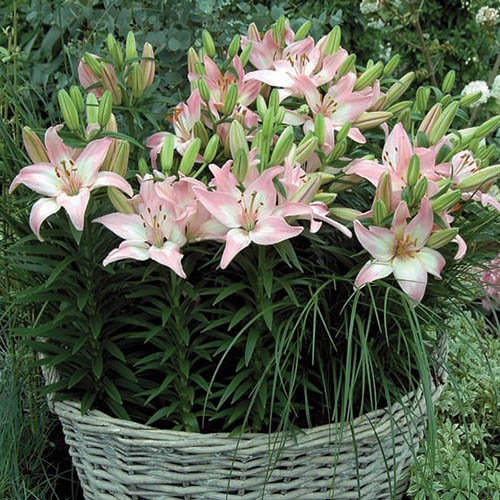 cvece za baste | dvoriste | sobe : ljiljan | beli | sadnja lukovica ...