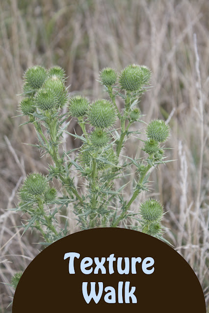 Texture Walk - Life with Moore Babies