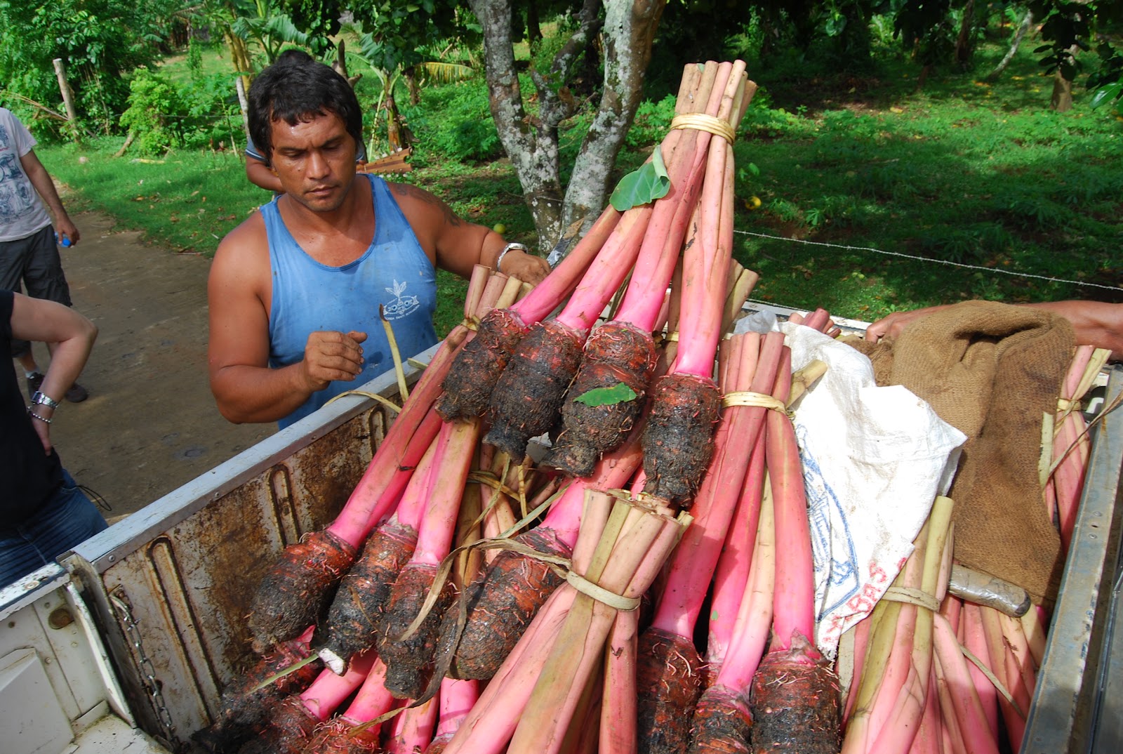 Polynésie Française: Taro et tarodière