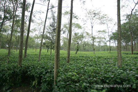 Kebun Teh Wonosari | TOURISM in MALANG