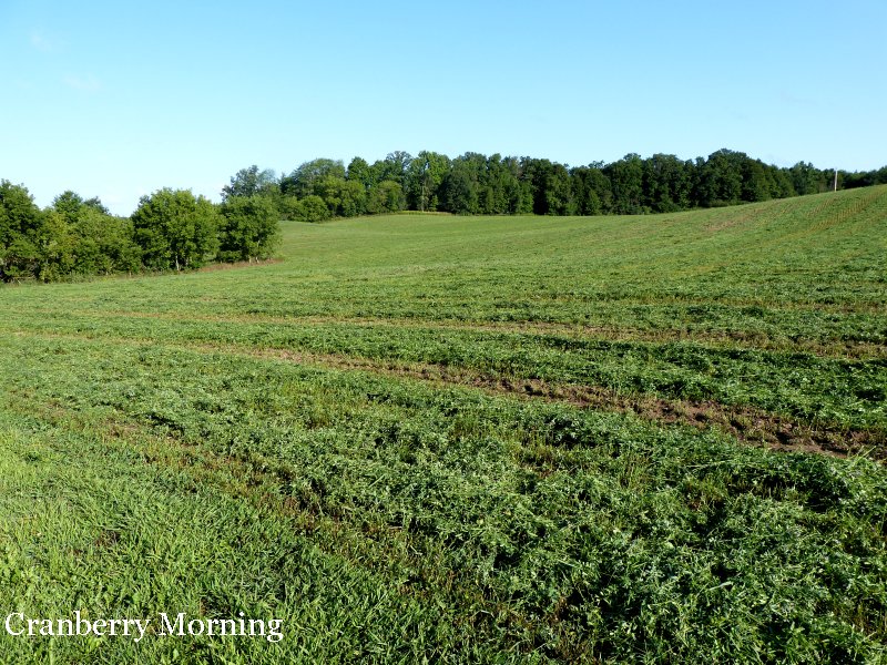 Cranberry Morning: Cutting the Alfalfa Field