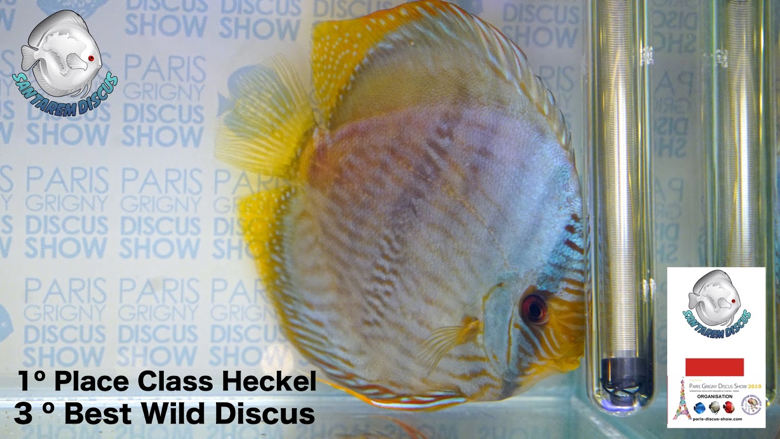 Discus Since 1987 : Factory "Champions" Santarem Discus Discus in Amazon